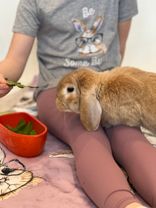 Chester & Co. | Bunny-Inspired Clothing & Cozy Home Goods